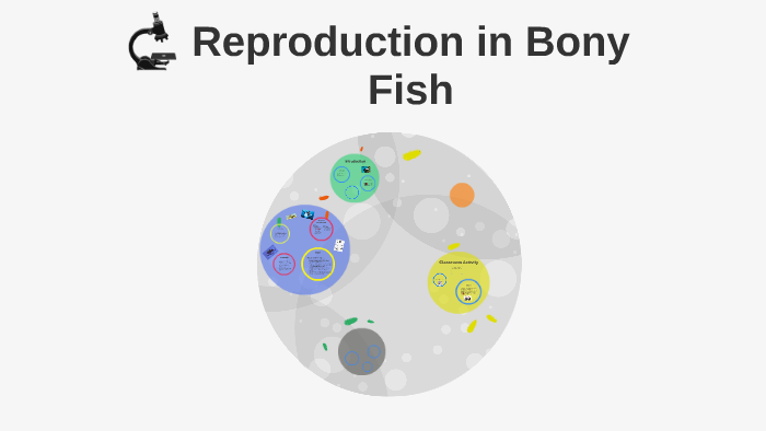 Reproduction in Bony Fish by Ethan Pierson on Prezi