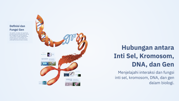 Hubungan antara Inti Sel, Kromosom, DNA, dan Gen by Valeria Desideriana ...
