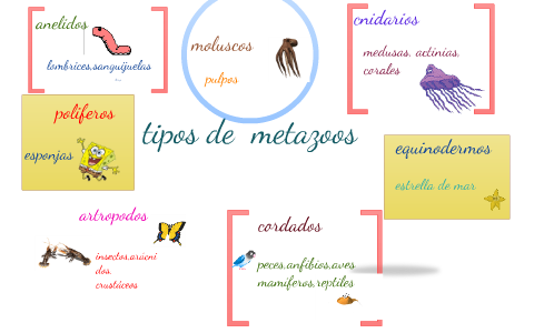 tipos de metazoos by vicky amato on Prezi