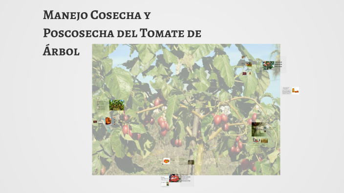 Manejo Cosecha y Poscosecha del Tomate de Árbol: Fortaleciendo la ...