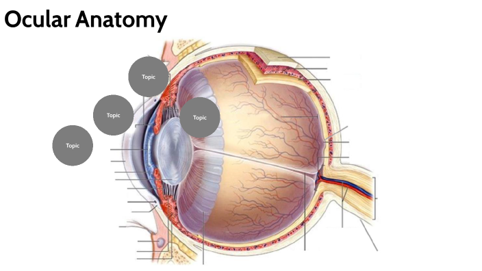 Ocular anatomy v2 by Jessica Klink on Prezi