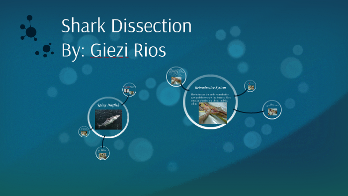 Perch Dissection by Giezi Rios on Prezi