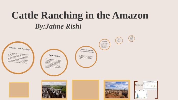Cattle Ranching in the Amazon by Jaime Rishi on Prezi