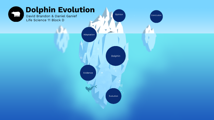 Dolphin Evolution by David Brandon on Prezi