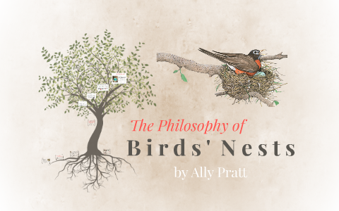 The Philosophy of Birds' Nests by Ally Pratt on Prezi