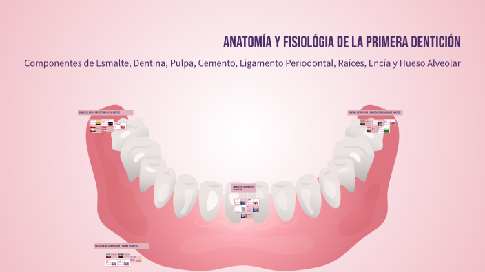 ANATOMÍA Y FISIOLÓGIA DE LA PRIMERA DENTICIÓN by dana escamilla on Prezi