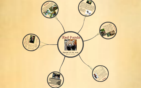 Red Panda by Danielle K on Prezi