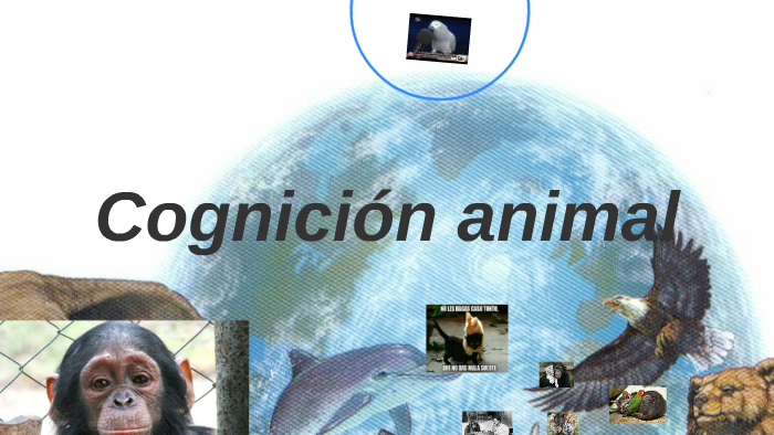 Cognicion animal by Camila Mar on Prezi