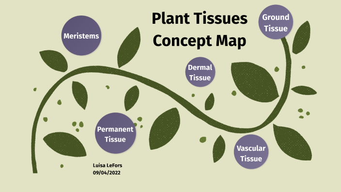 Plant Tissues Concept Map by Luisa LeFors on Prezi