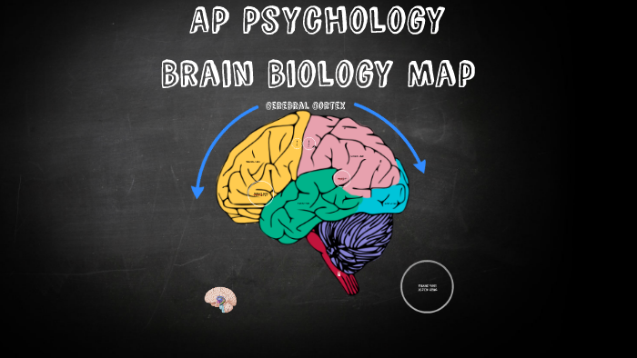 Brain Biology Map by Justin Shim on Prezi