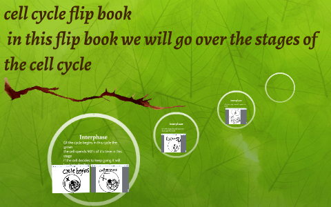 cell cycle flip book by kate rood on Prezi