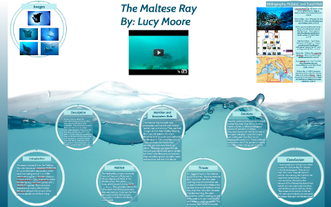 The Maltese Ray by Jennifer Press on Prezi