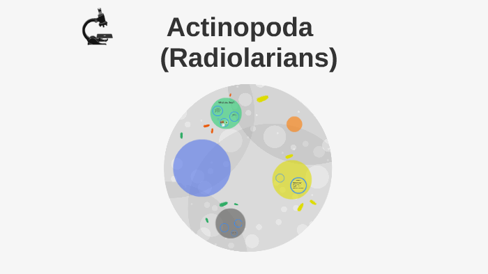 actinopoda by Avani Vasudevan