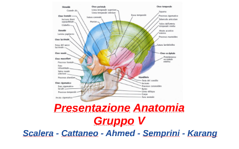 Presentazione Anatomia by Daniel Karang