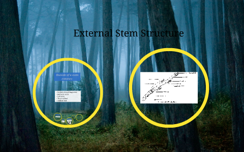 External Stem Structure by Hilda Tapia on Prezi