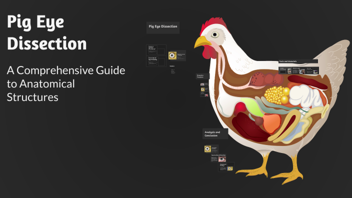 Pig Eye Dissection by Brittney Kinnaman on Prezi