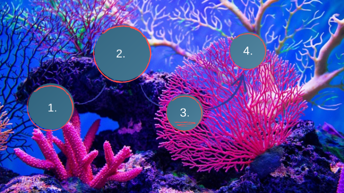 Koraliniai rifai by Edita Liekytė on Prezi