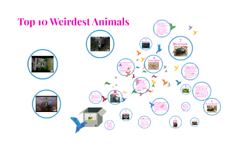 Top 10 Weirdest Animals by DREW RENAUD on Prezi