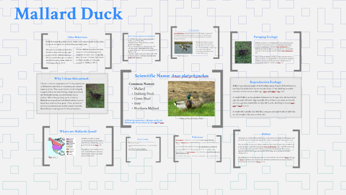 Mallard Duck by Joni McWaters on Prezi