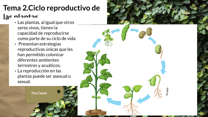 TEMA2_Ciclo reproductivo de las plantas by thalia potosi on Prezi