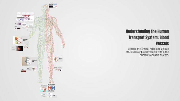 Understanding the Human Transport System: Blood Vessels by luke solomon ...