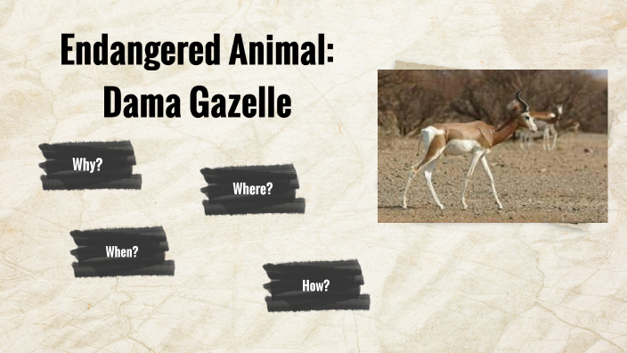 Endangered Animal: Dama Gazelle by Brayan Martinez on Prezi