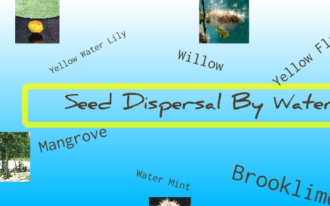 DISPERSAL OF SEEDS BY WATER by polly sng on Prezi