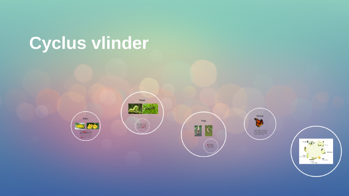 Cyclus vlinder by Fatma Morsy on Prezi