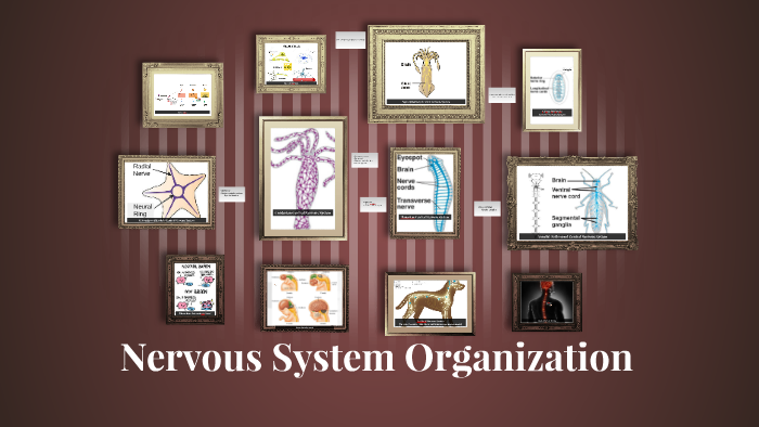Nervous System Organization by Lara Watrous