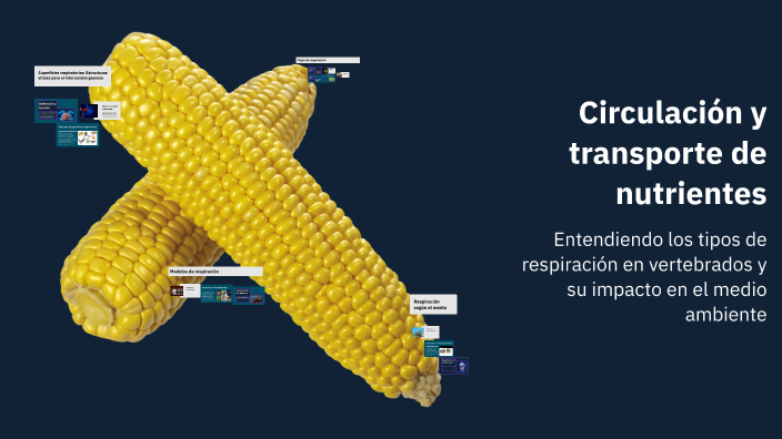 Circulación y transporte de nutrientes by FIDEL LAURA LIZARBE on Prezi