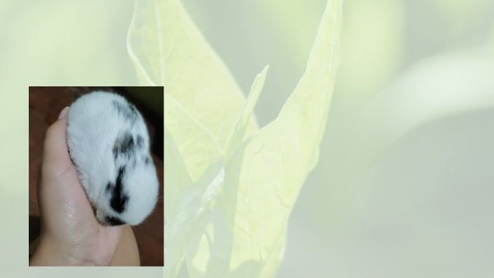 Orina de Conejo como Biopesticida by Vianey Carranco on Prezi
