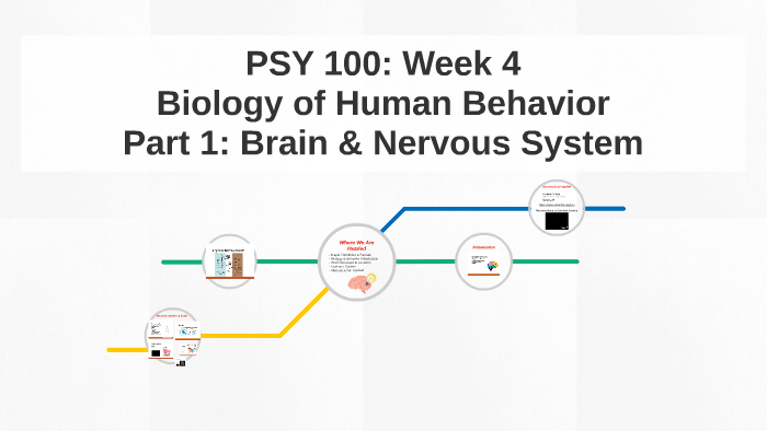 PSY 100: Biology of Behavior by Angie OGieblyn on Prezi
