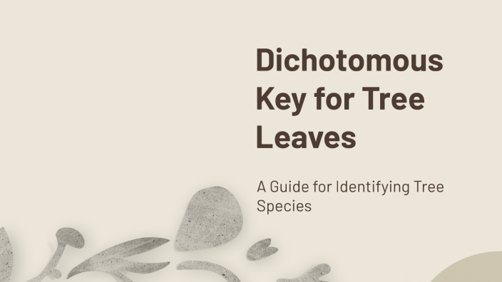 Dichotomous Key for Tree Leaves by AinhoaSCHZ on Prezi