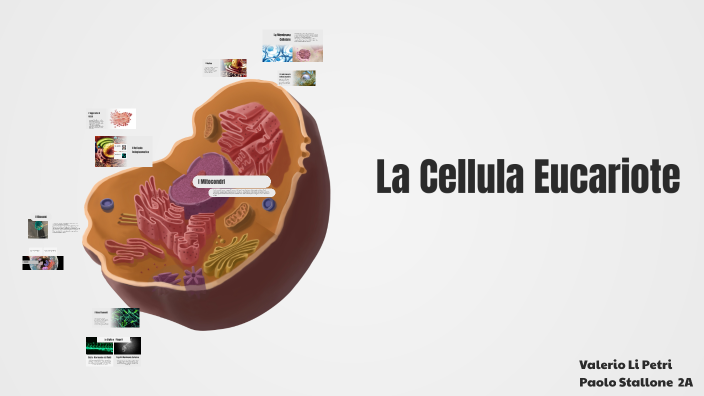 La Cellula Eucariote by Valerio Li Petri on Prezi