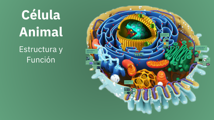 Célula Animal by Marifer Macias on Prezi
