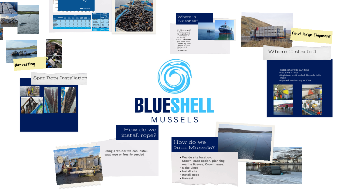 Blueshell Mussels NAFC by Sam Laurenson on Prezi