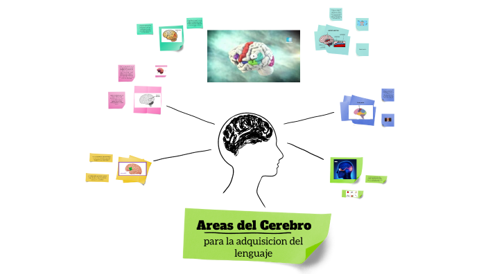 Áreas del cerebro del lenguaje by leslie pacheco on Prezi