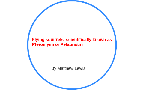 Flying squirrels, scientifically known as Pteromyini or Peta by matt ...