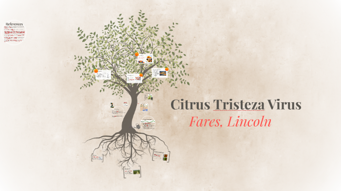 Citrus Tristeza Virus by Lincoln Nguyen on Prezi
