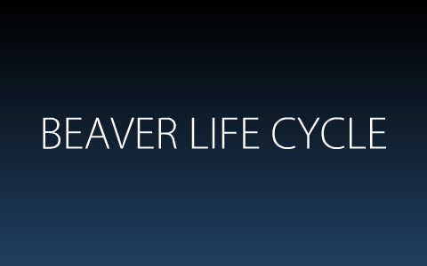 beaver life cycle by loi guieb on Prezi