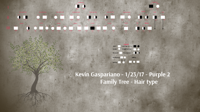 Family Tree-Hair Type by Kevin Gaspariano on Prezi