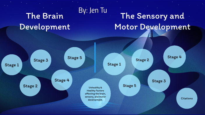 The Brain Development by Jenny Tu on Prezi