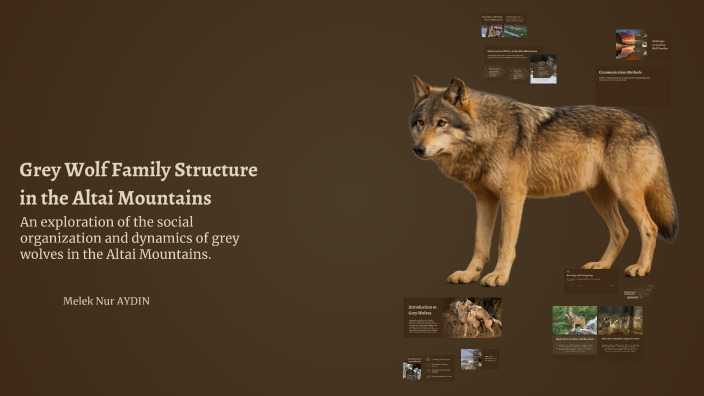 Grey Wolf Family Structure in the Altai Mountains by MELEK NUR AYDIN on ...