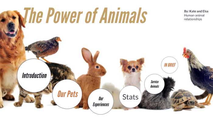 The Power of Animals by Elsa Kindlein on Prezi