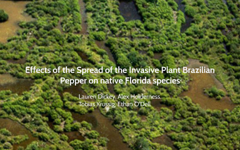 Effects of the Spread of the Invasive Plant Brazilian Pepper by Ethan O ...