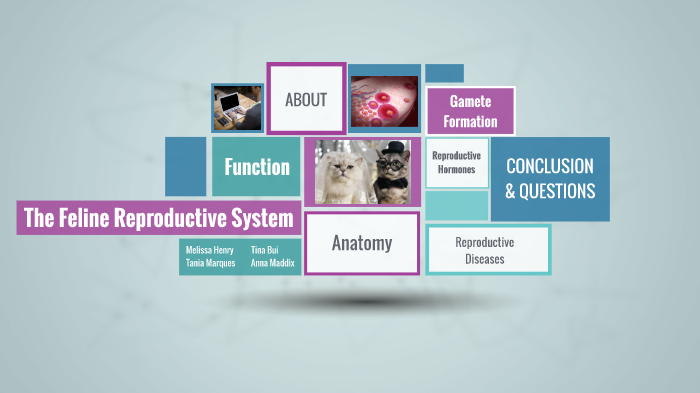 Feline Reproductive System by Melissa Henry on Prezi