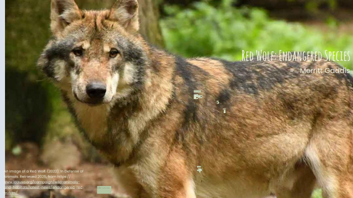 Red Wolf: Endangered Species by Merritt Gaddis on Prezi