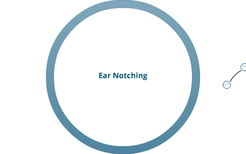 Reading Ear Notches on a Market Hog by Kelsea Ebie on Prezi