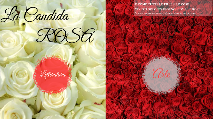 LA CANDIDA ROSA by Elisa Pasin on Prezi