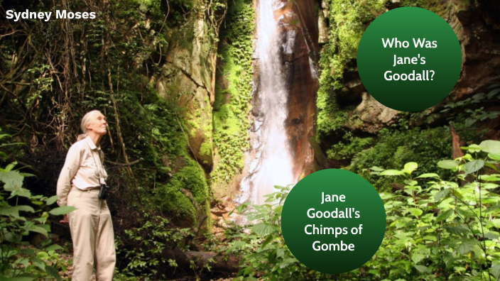 Jane Goodall Chimp Family Tree by Sydney Moses on Prezi